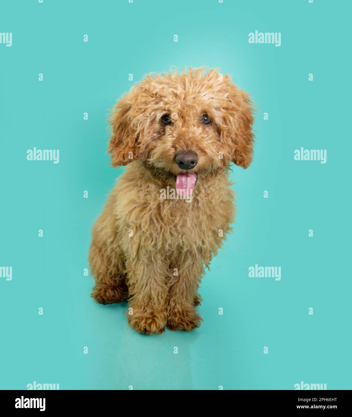Red poodle hi-res stock photography and images - Alamy