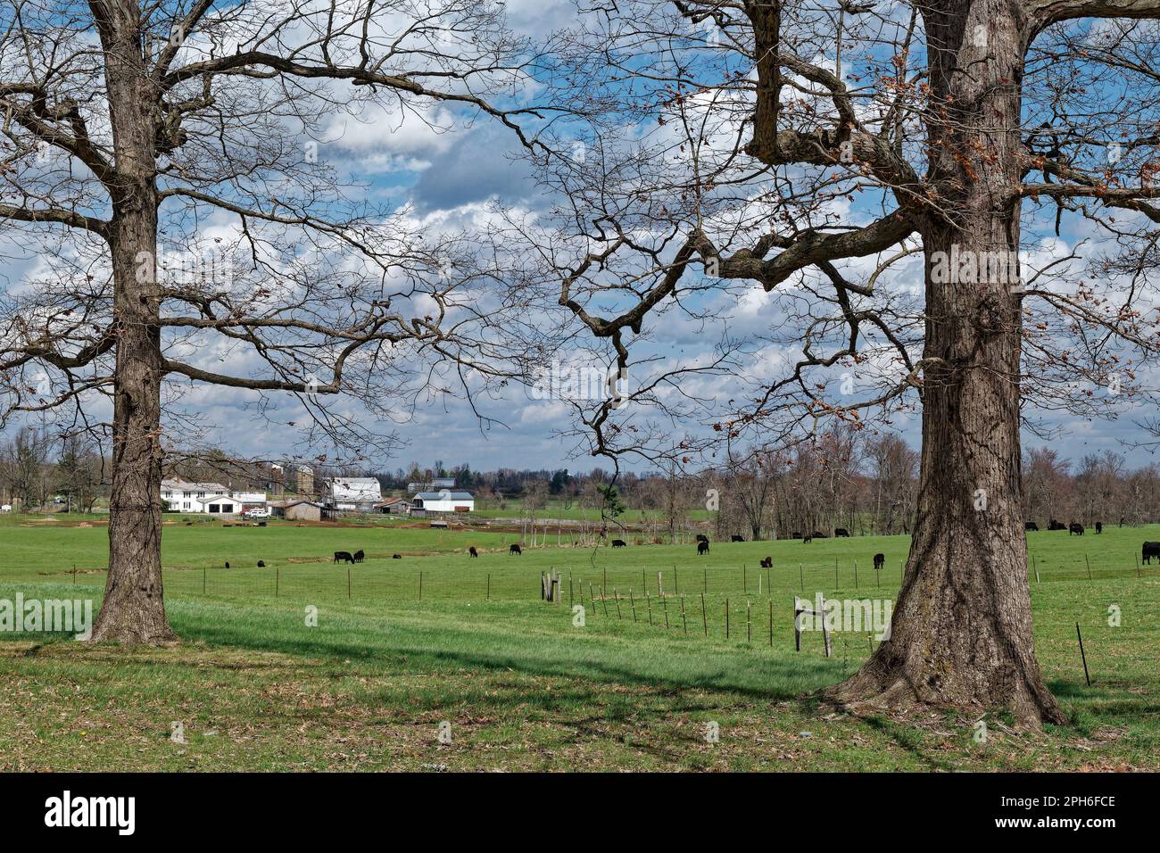 Looking through two old oak trees a farm in the background with black ...