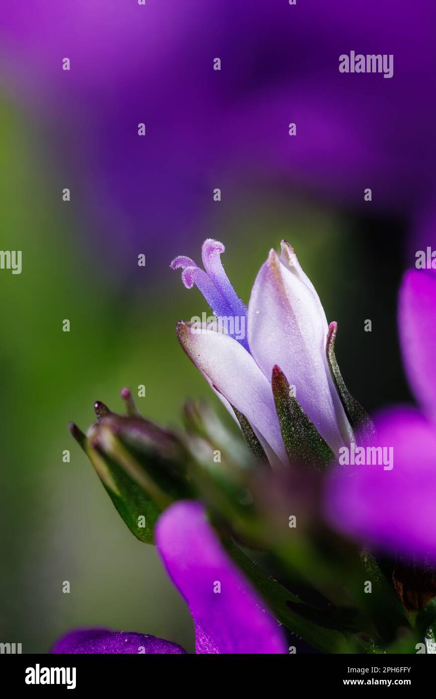 Ambella hi-res stock photography and images - Alamy