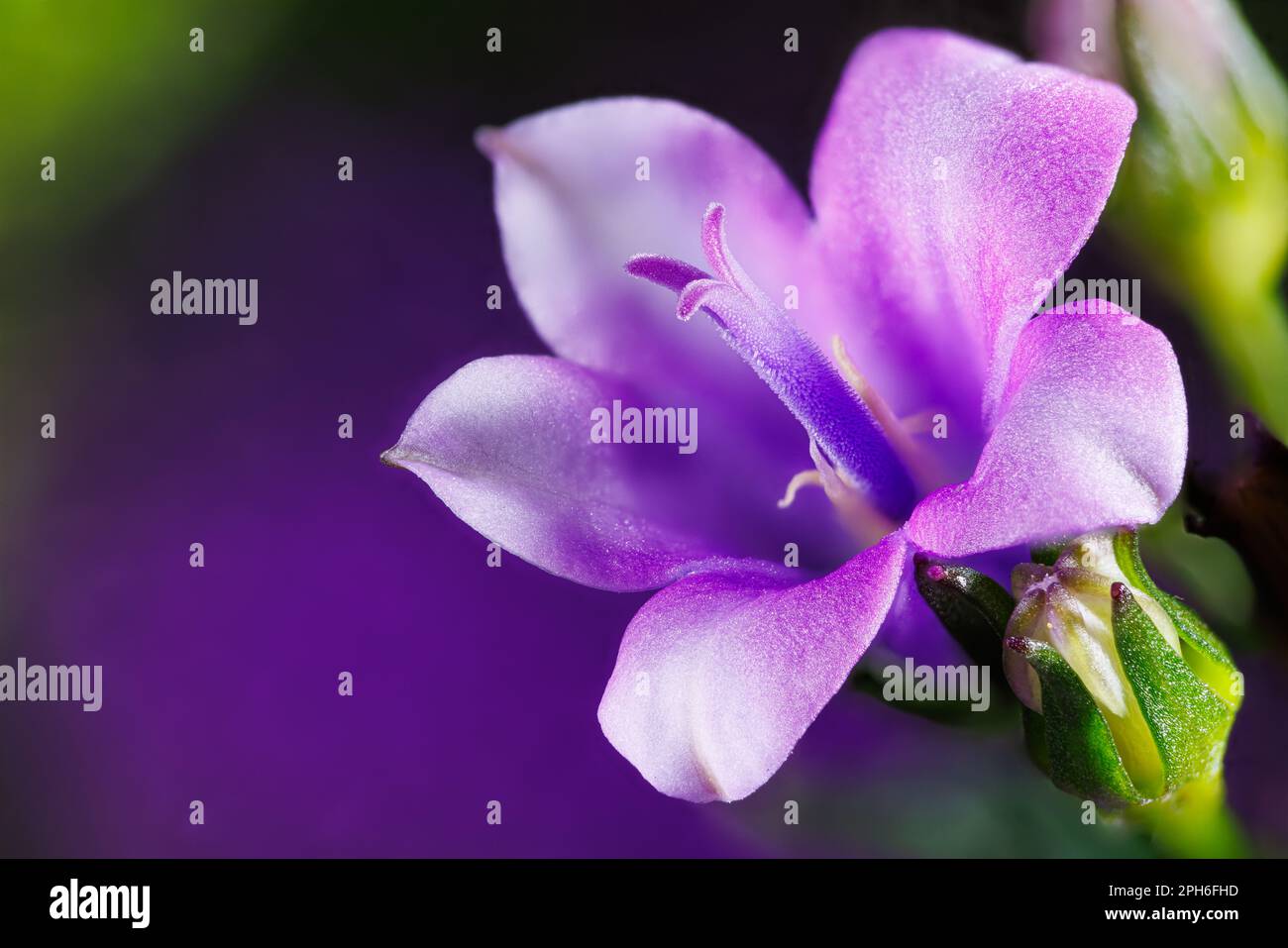 Ambella hi-res stock photography and images - Alamy