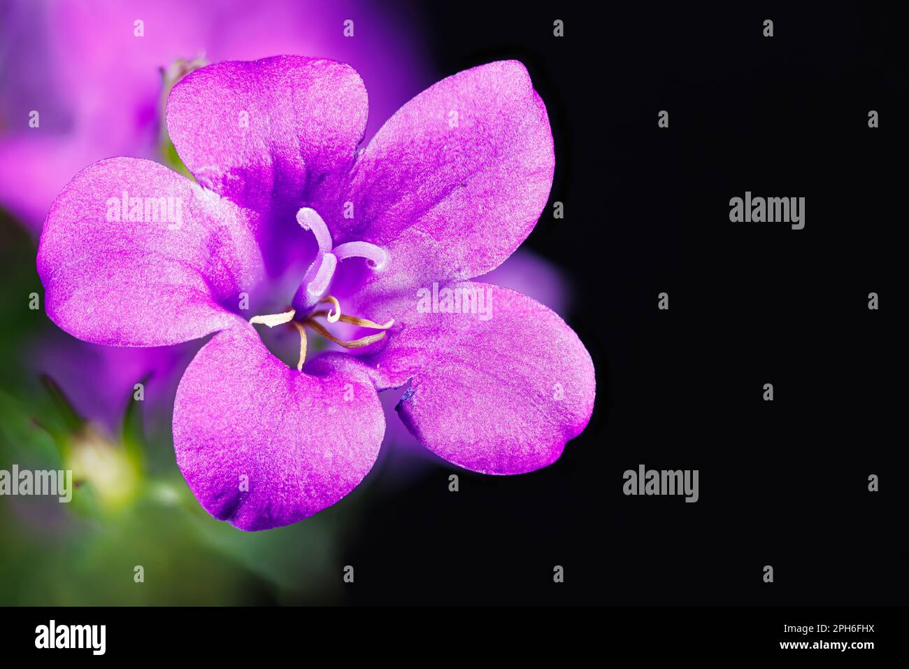 Macro photography of an ambella bellflower Stock Photo - Alamy