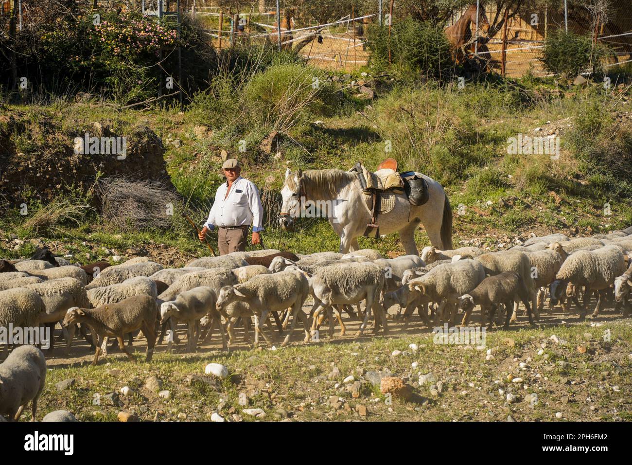 Spanish Shepherd with sheep with horse walking in dry river bed in ...
