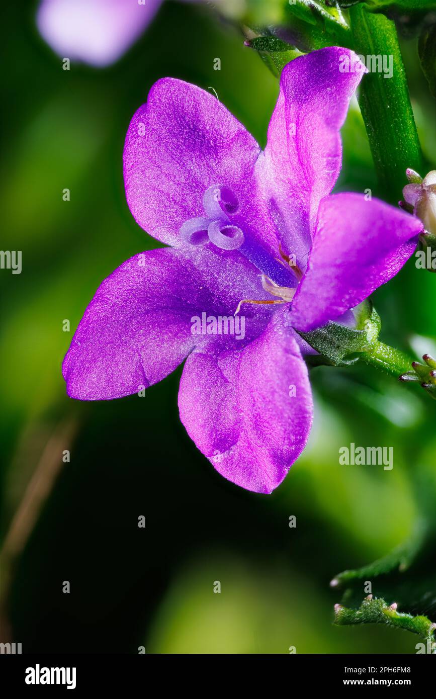 Macro photography of an ambella bellflower Stock Photo - Alamy