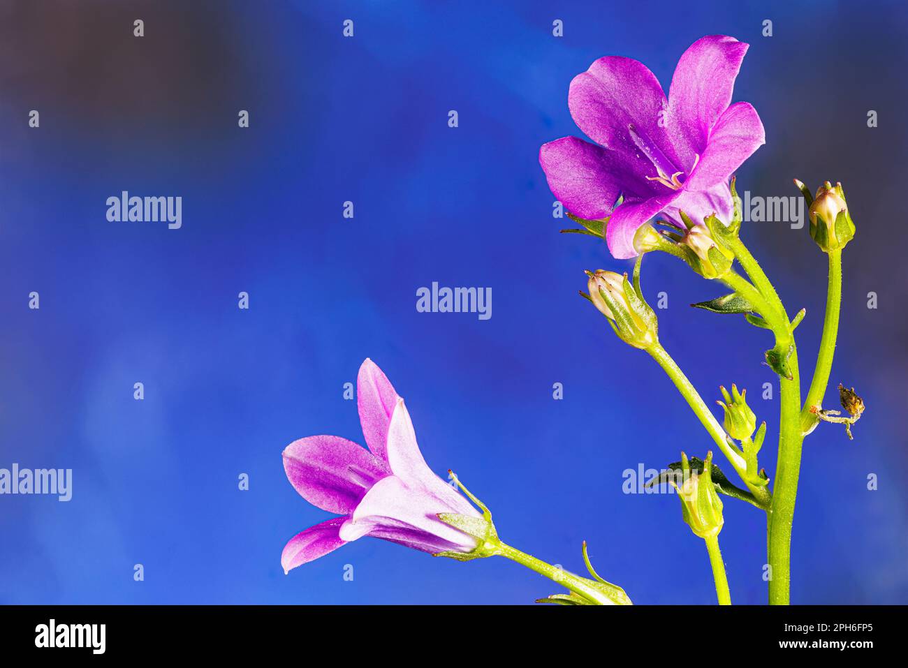 Macro photography of an ambella bellflower Stock Photo - Alamy