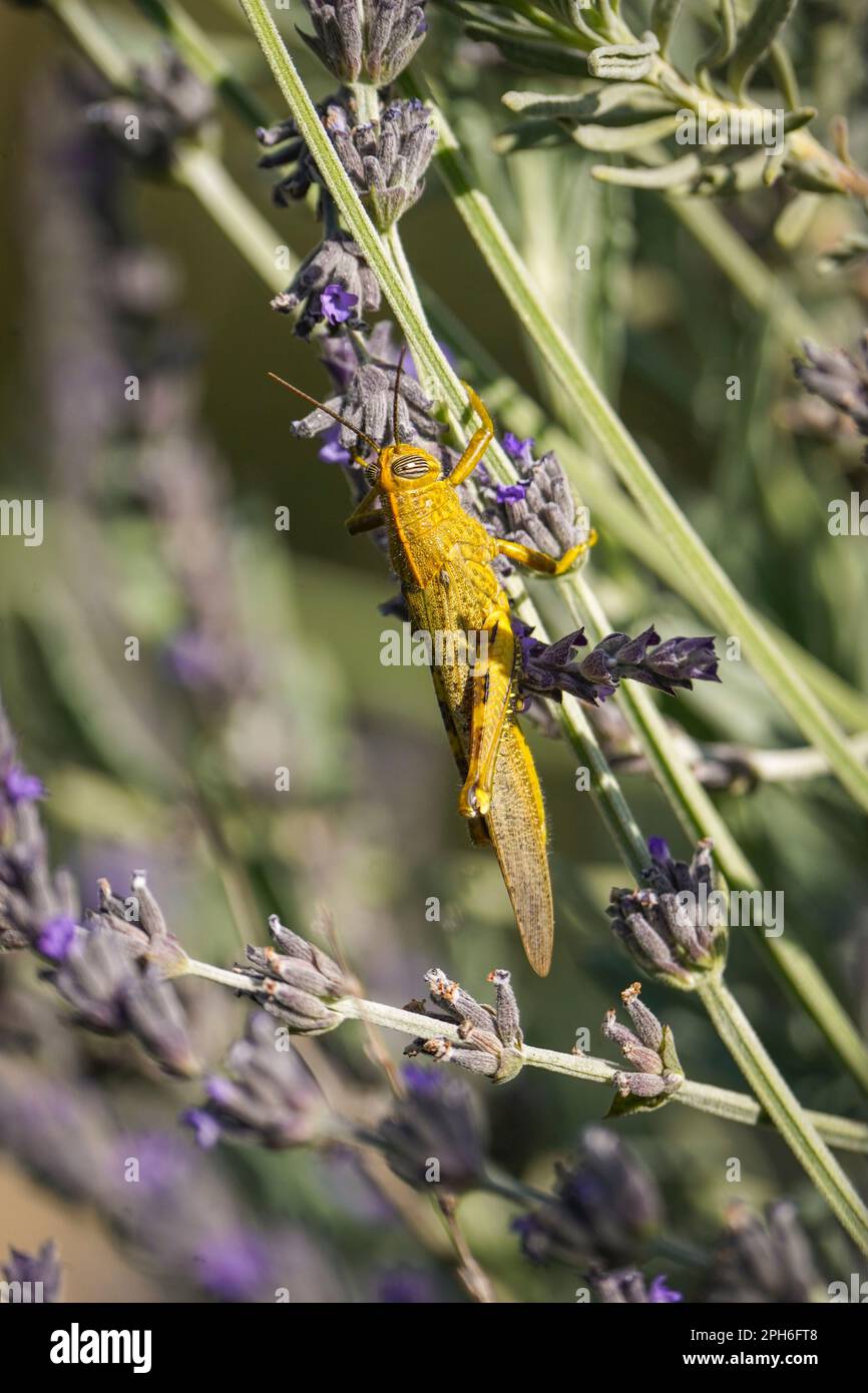 Egyptian locusts hi-res stock photography and images - Alamy