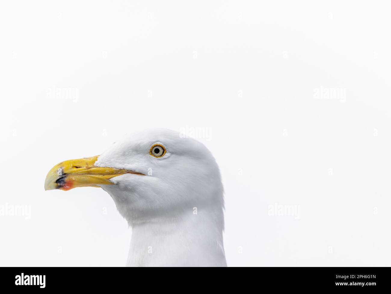 Closeup of a seagull head against a white background Stock Photo - Alamy