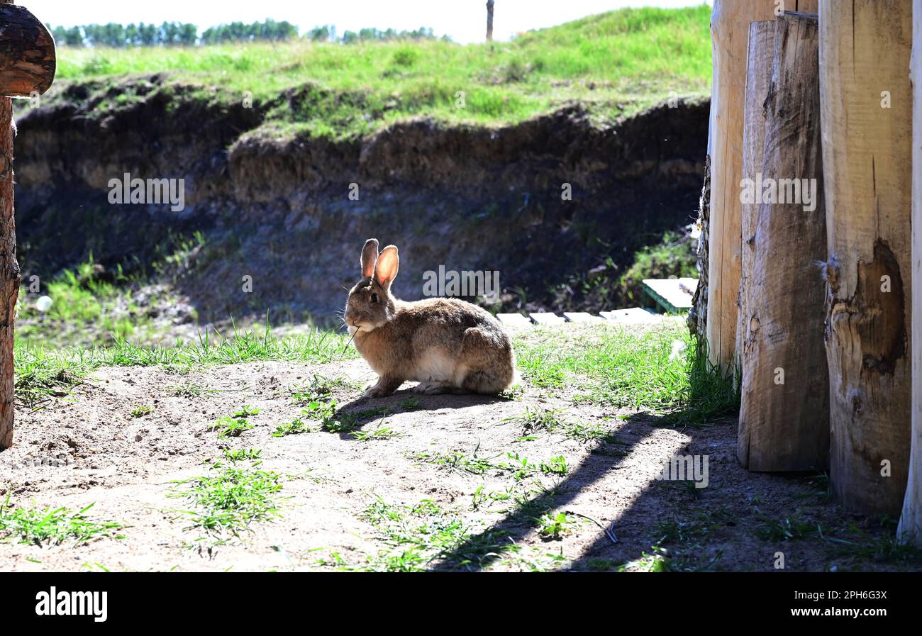 Farm animal. rabbit Stock Photo - Alamy