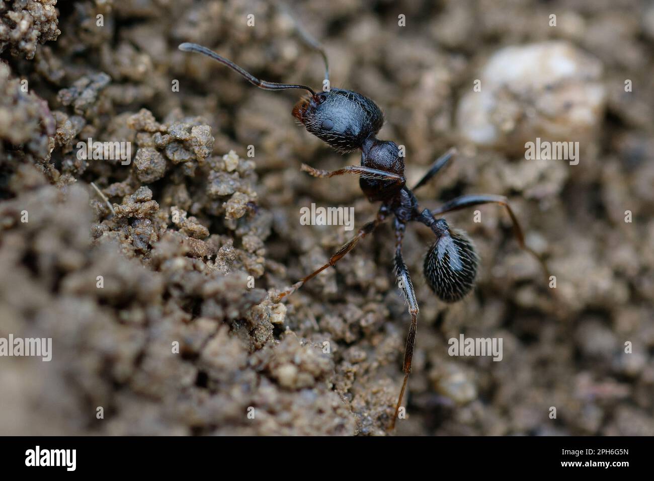 Messor structor hi-res stock photography and images - Alamy