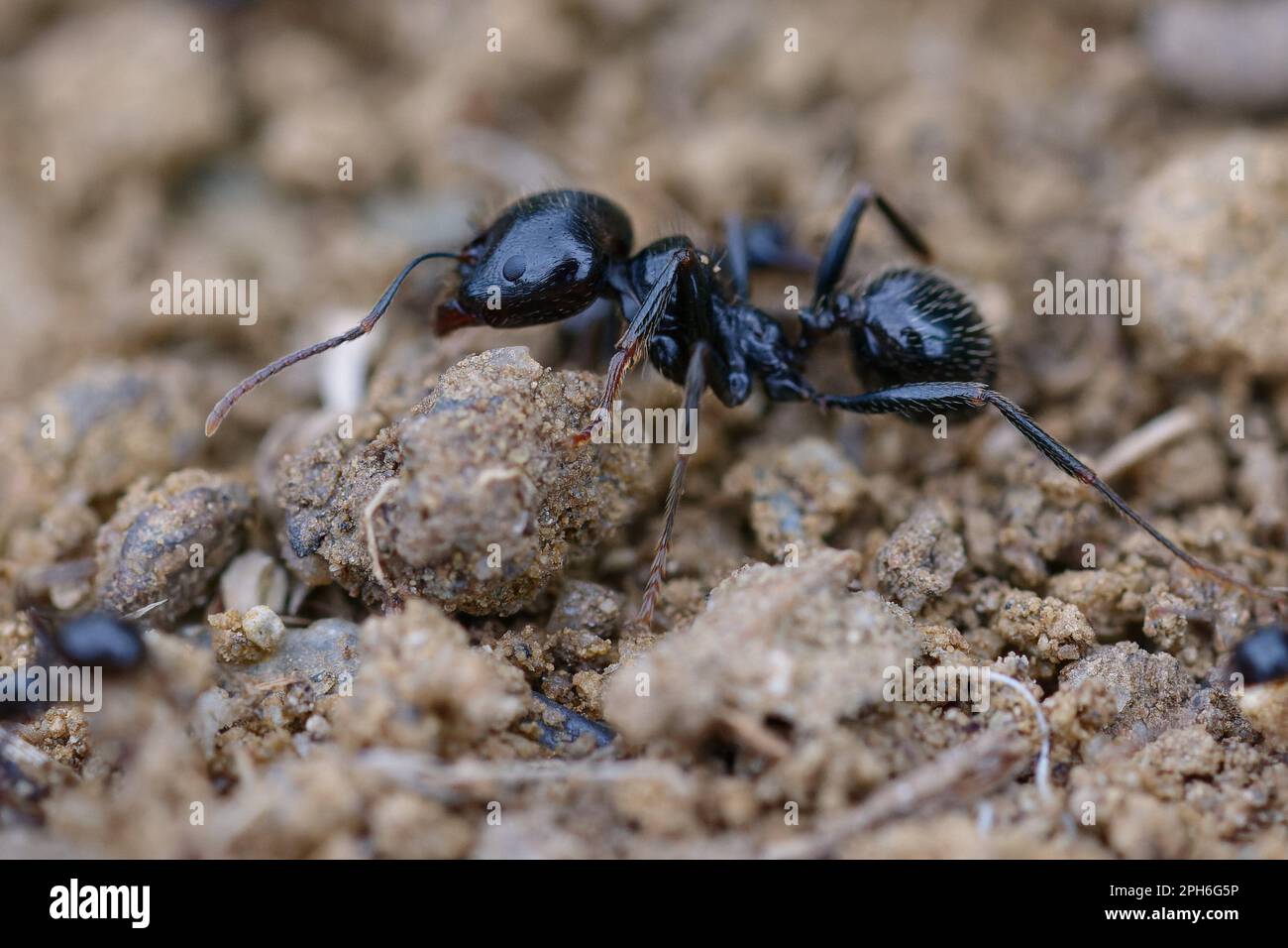 Messor structor hi-res stock photography and images - Alamy