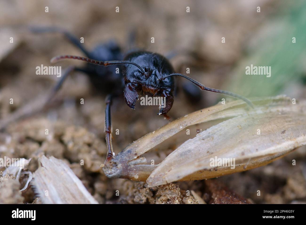 Messor structor hi-res stock photography and images - Alamy