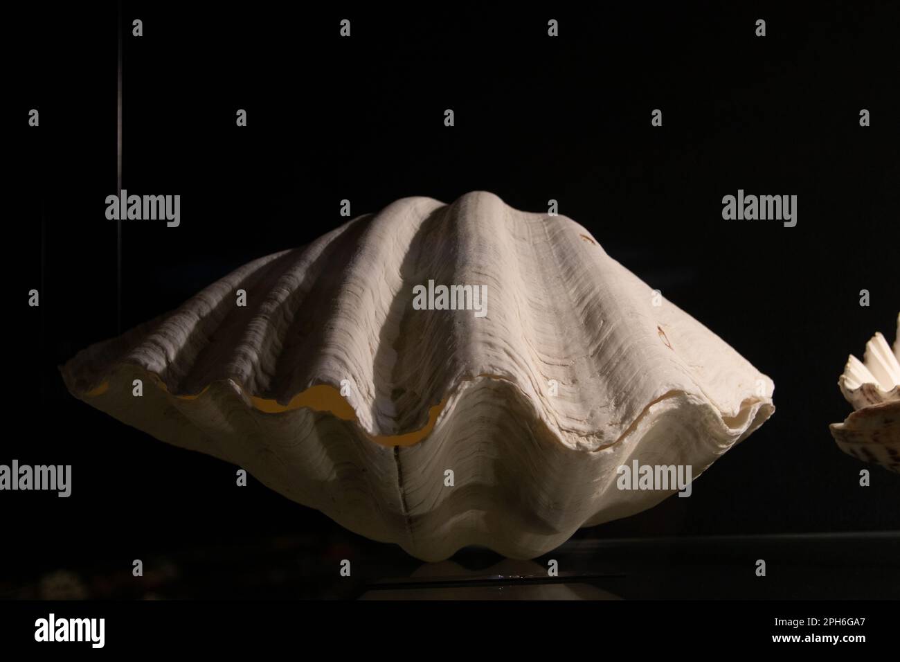 Ancient seashell hi-res stock photography and images - Alamy