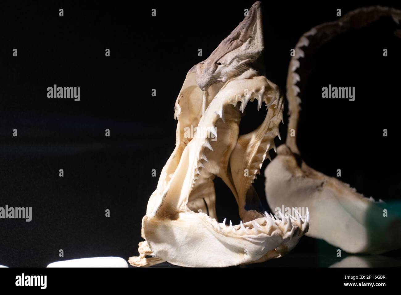 jaws of a shark fish skeleton on black background Stock Photo - Alamy