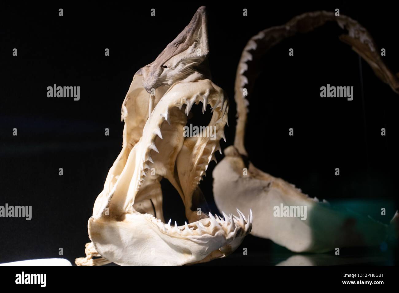 Big jaws of a shark fish skeleton on black background Stock Photo - Alamy