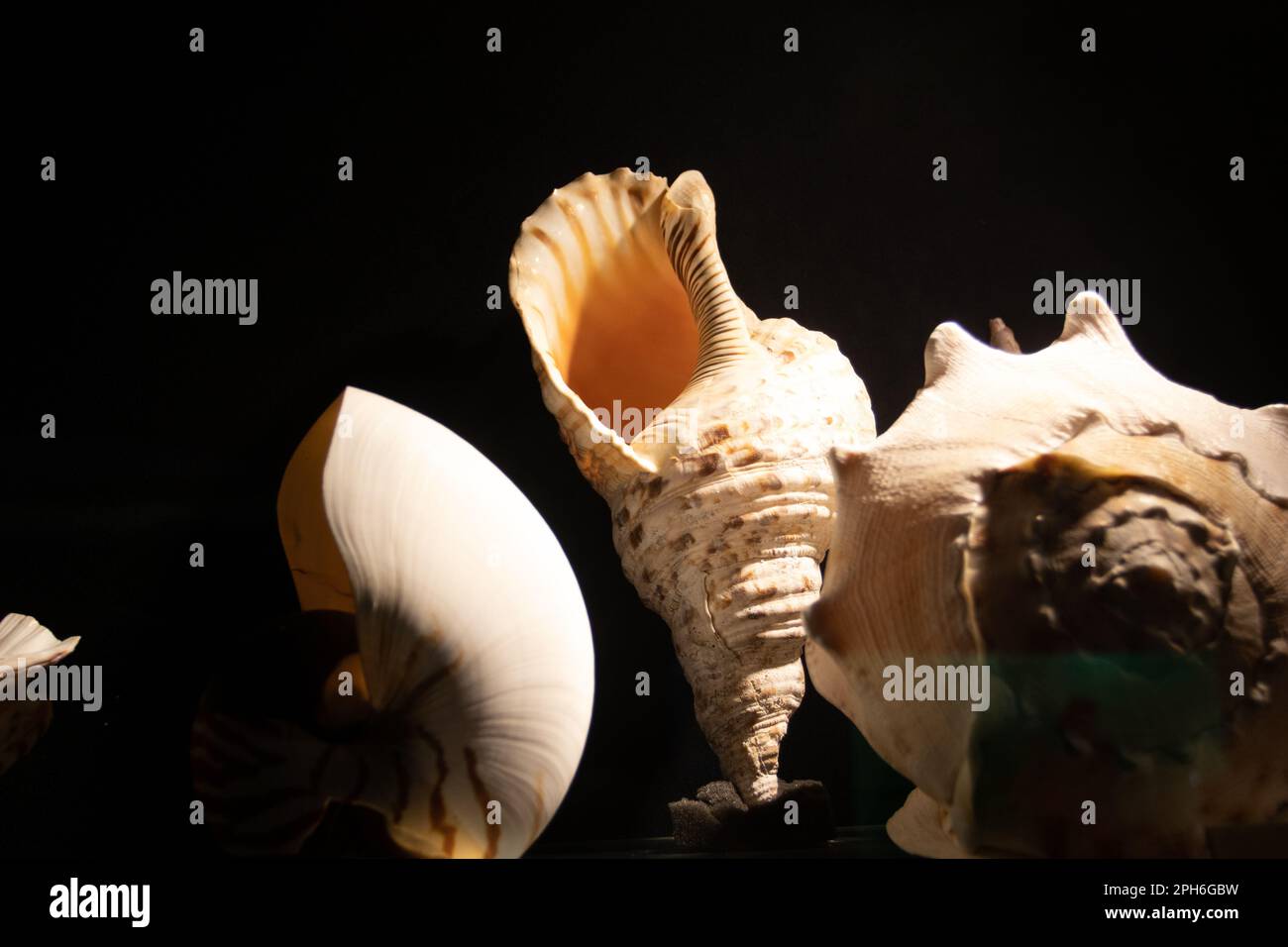 Ancient seashell hi-res stock photography and images - Alamy