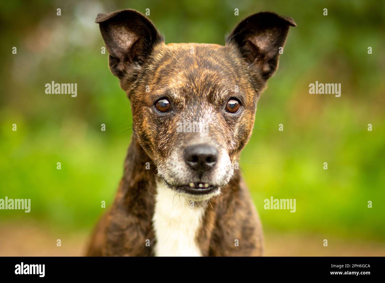 Mongrel mutt cur hi-res stock photography and images - Alamy