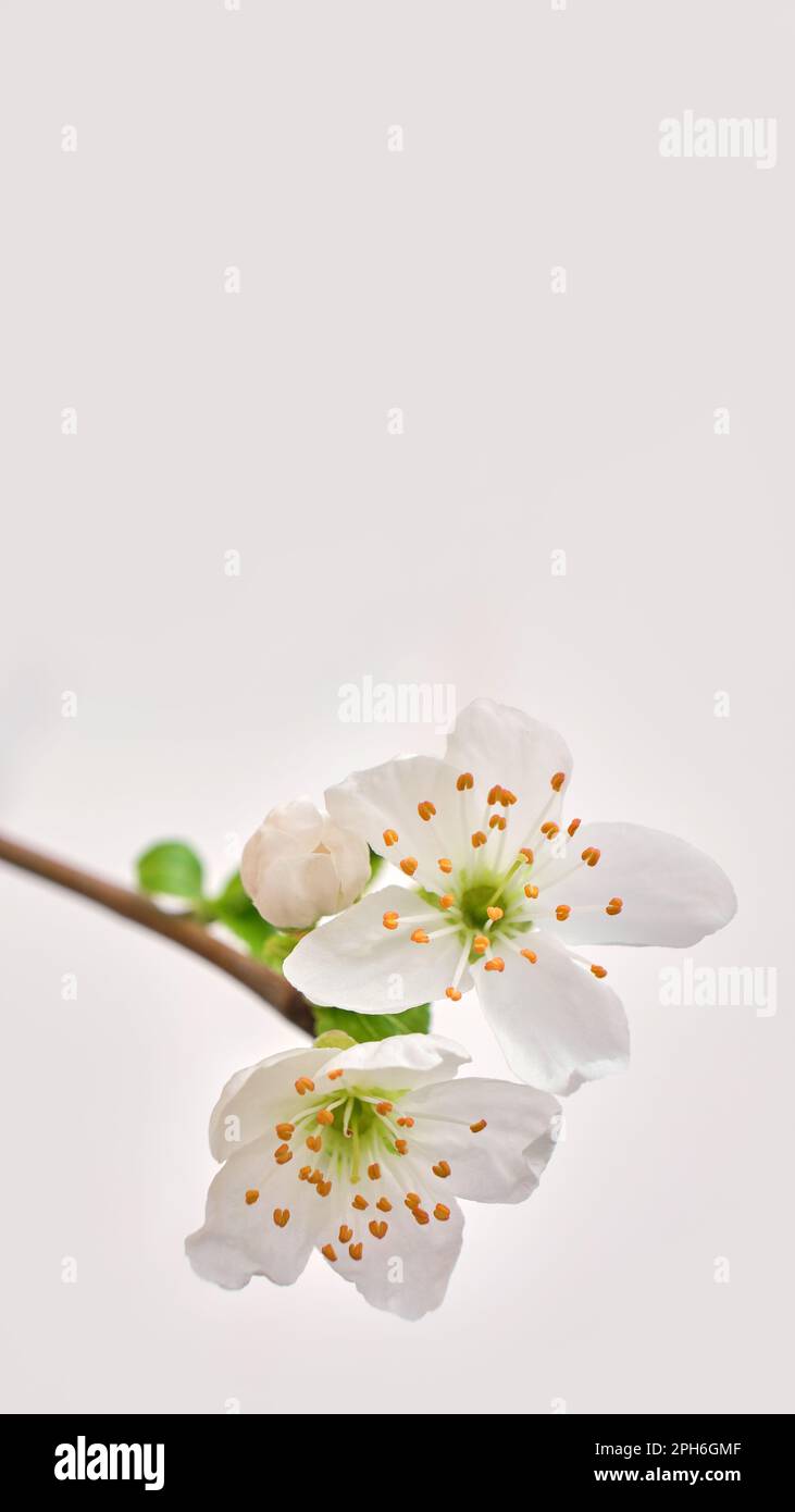 Amazing spring blossom. Tree branches with beautiful flowers on white ...