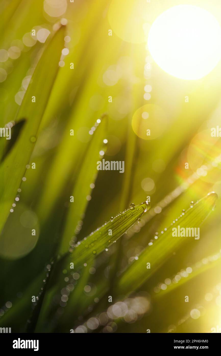Spring Green Grass Background With Sunset Views Stock Photo - Alamy