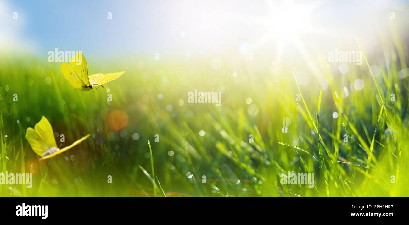 Butterfly against the sky hi-res stock photography and images - Alamy