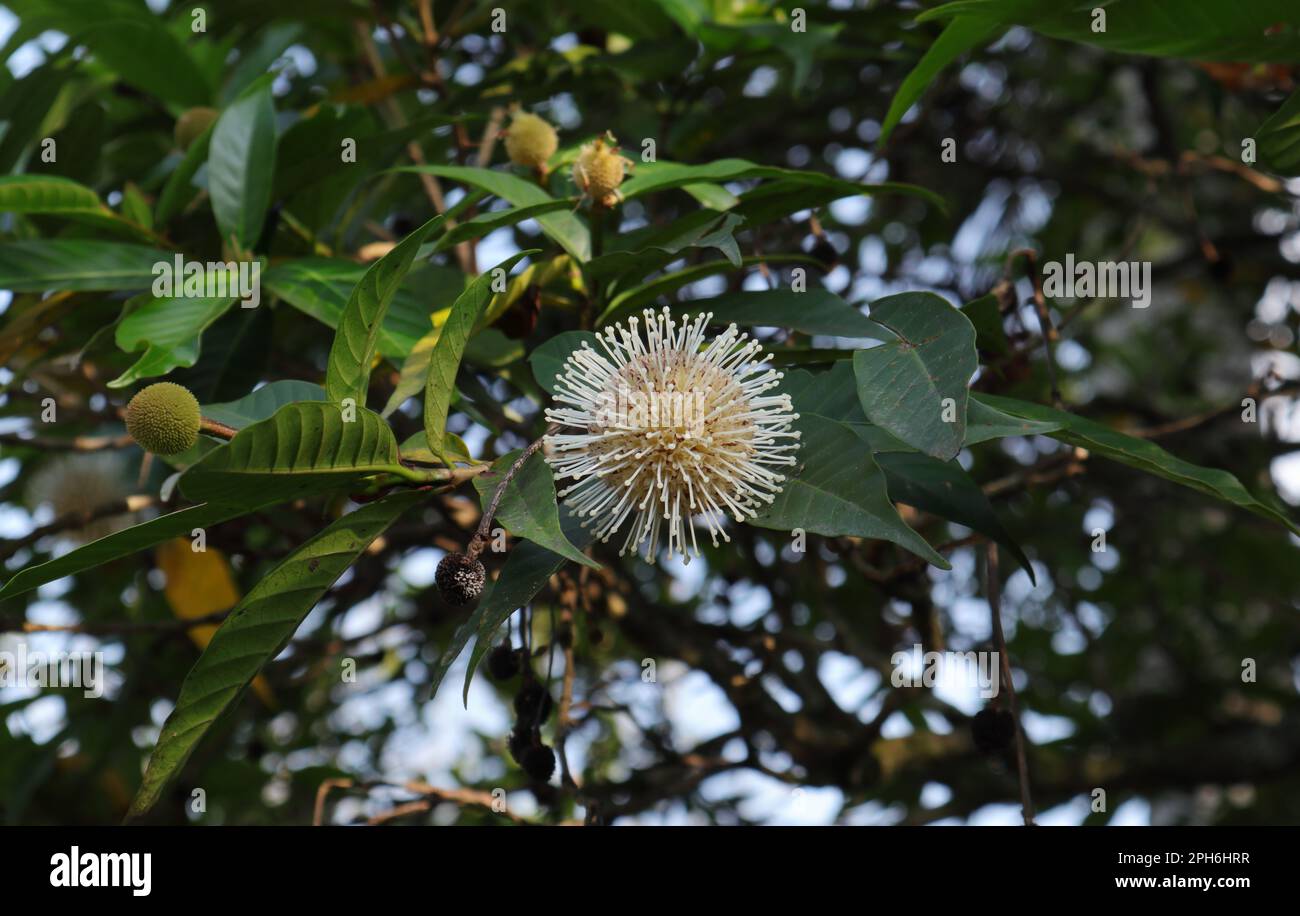 A Kadam flower close up view with a flower bud of a Bur flower tree ...