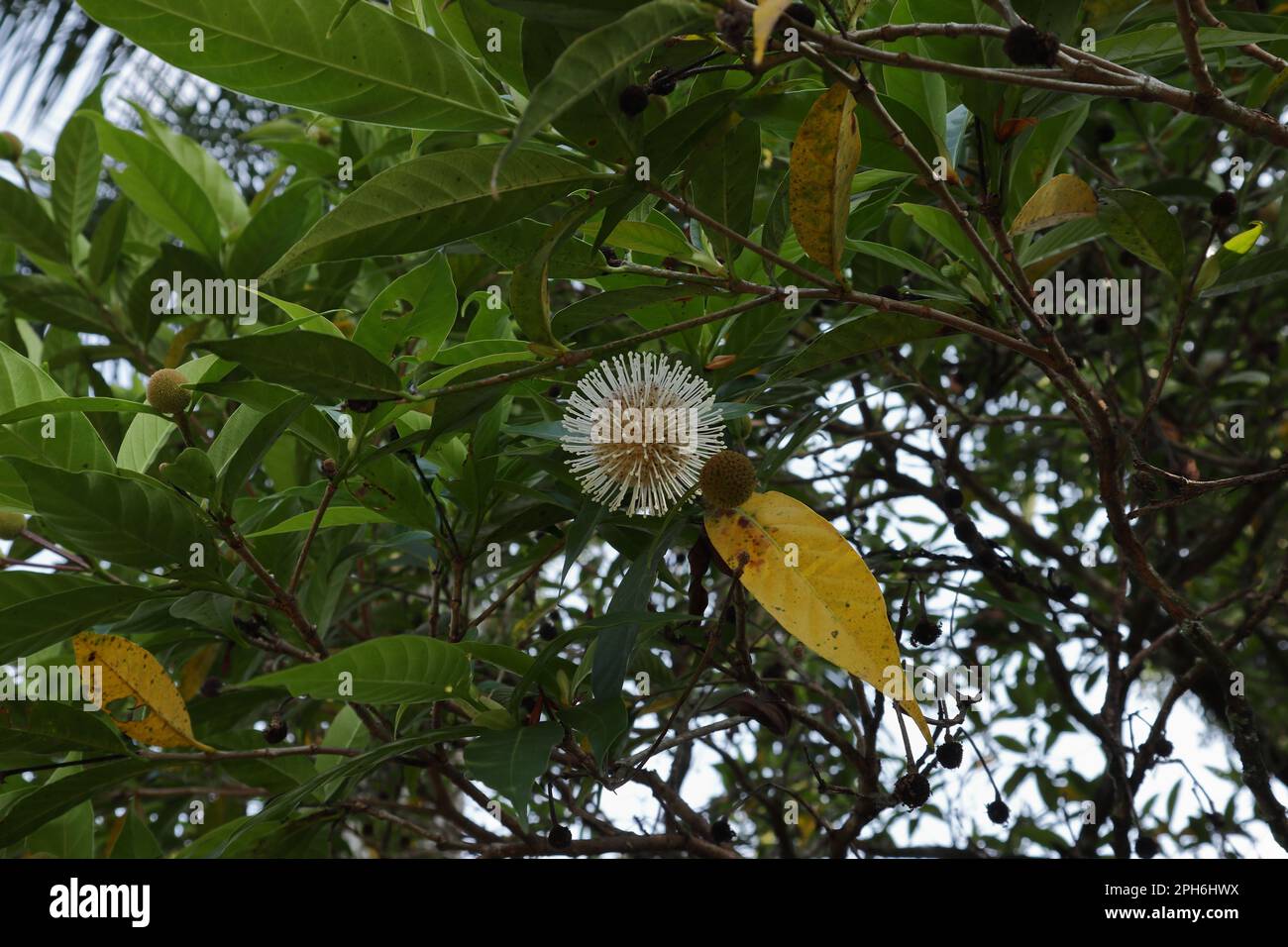 Underneath view of branches with the bearing Kadamba flower and flower ...