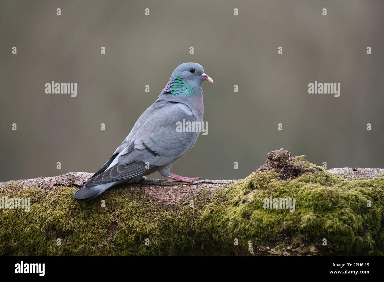 Stock dove (Columba oenas Stock Photo - Alamy