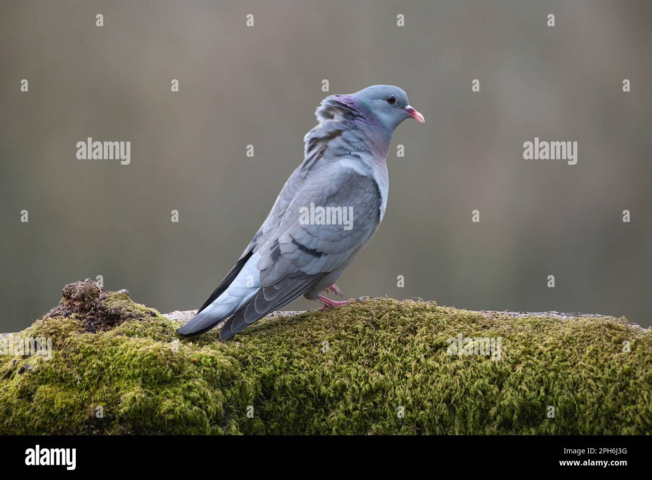 Stock dove (Columba oenas) having it's feathers ruffled by a stiff ...