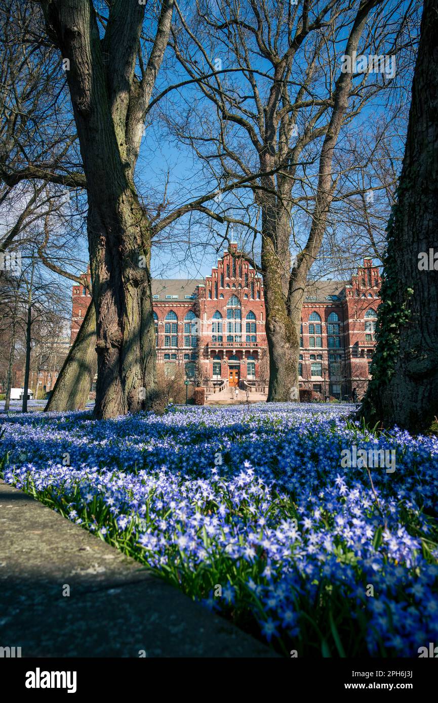 Field of blue flowers in front of university library in Lund Sweden ...