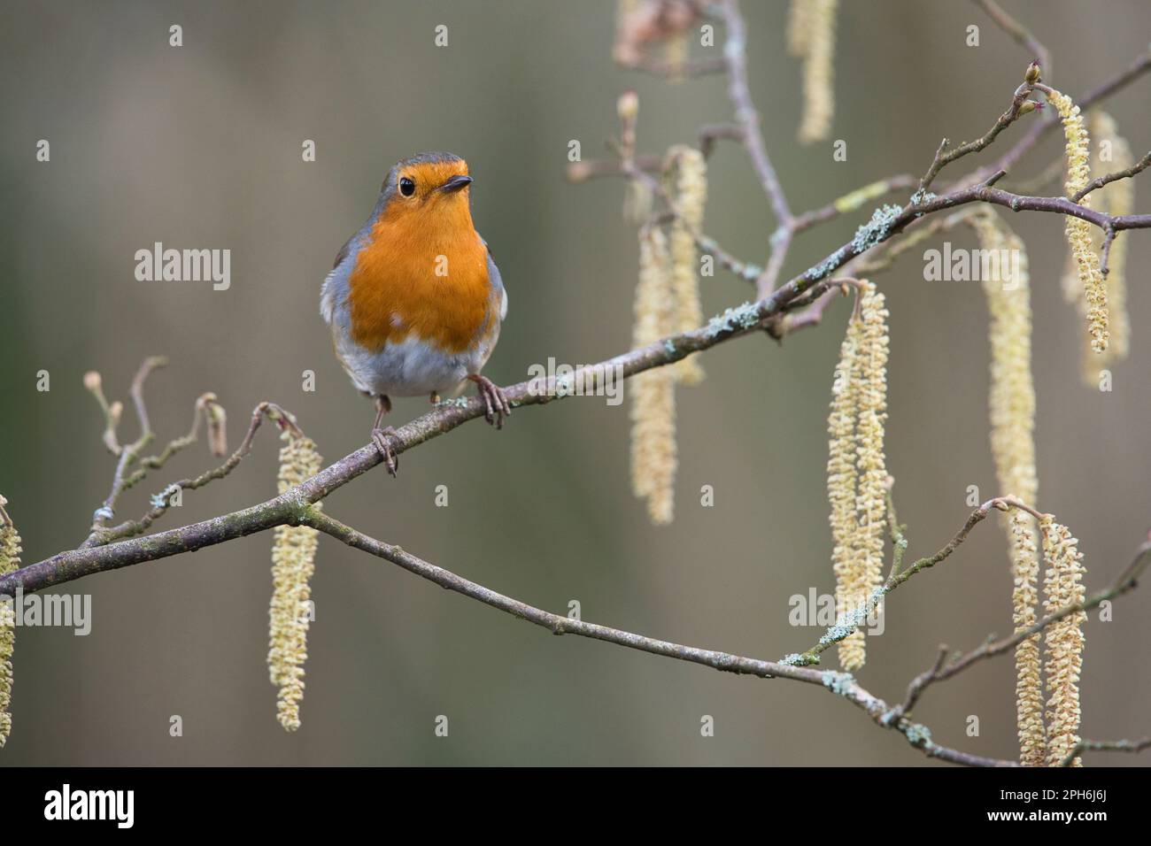 Robin with hazel hi-res stock photography and images - Alamy