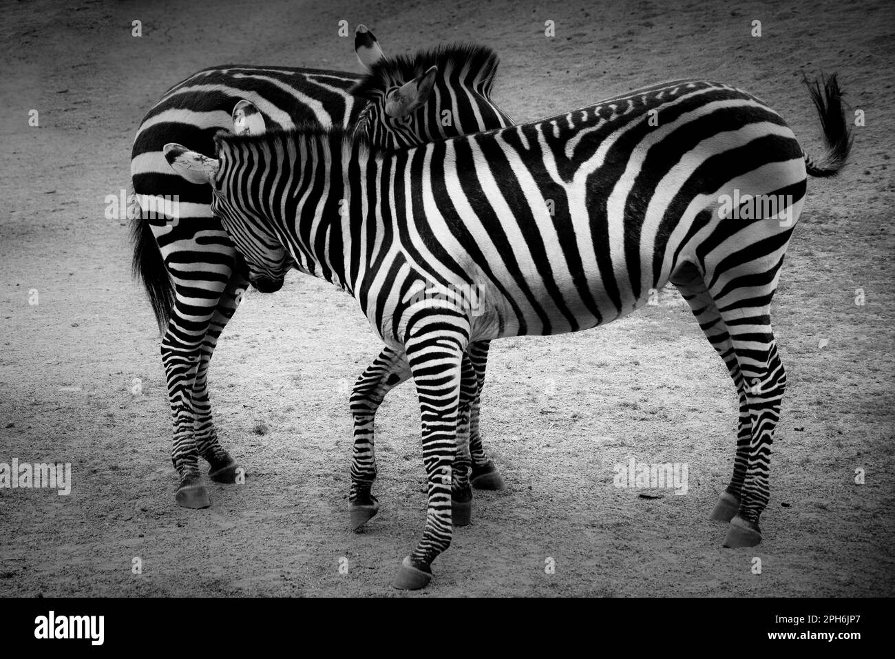 Two zebras playing in black and white Stock Photo - Alamy