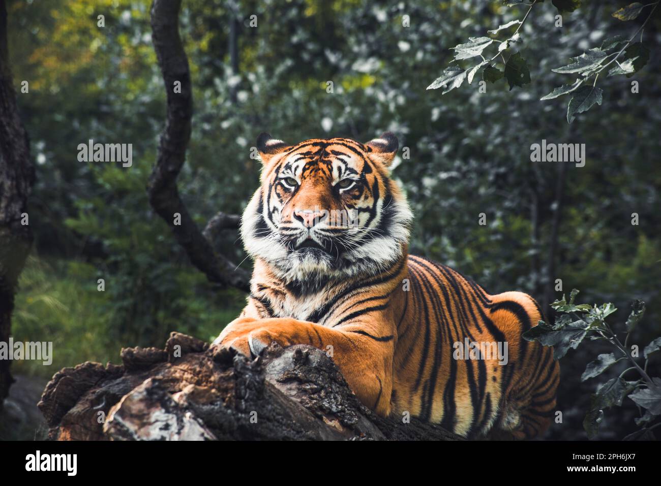 Tiger resting an a tree branch Stock Photo - Alamy