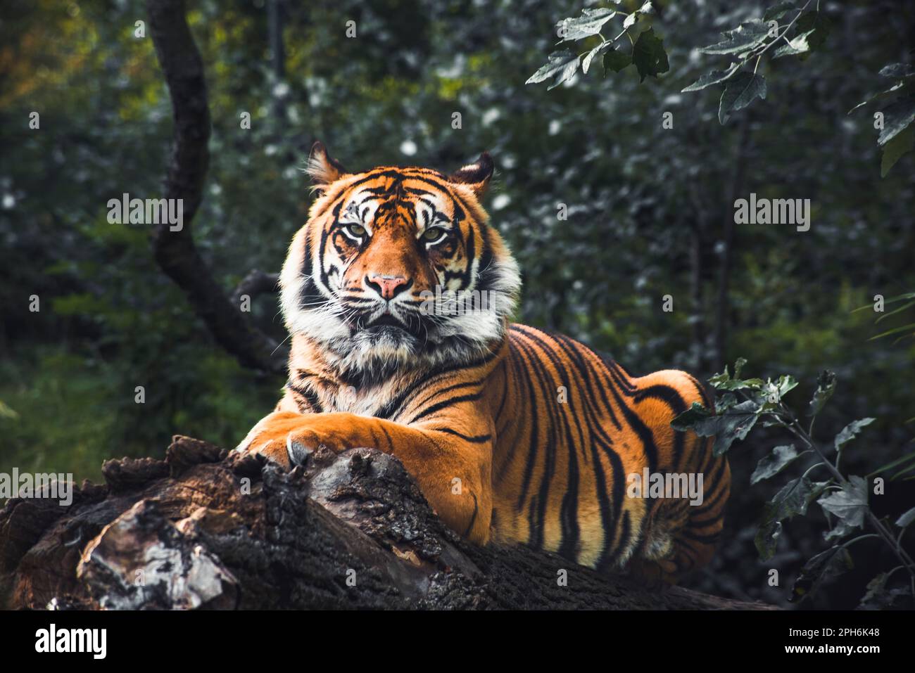 Roaring branch hi-res stock photography and images - Alamy