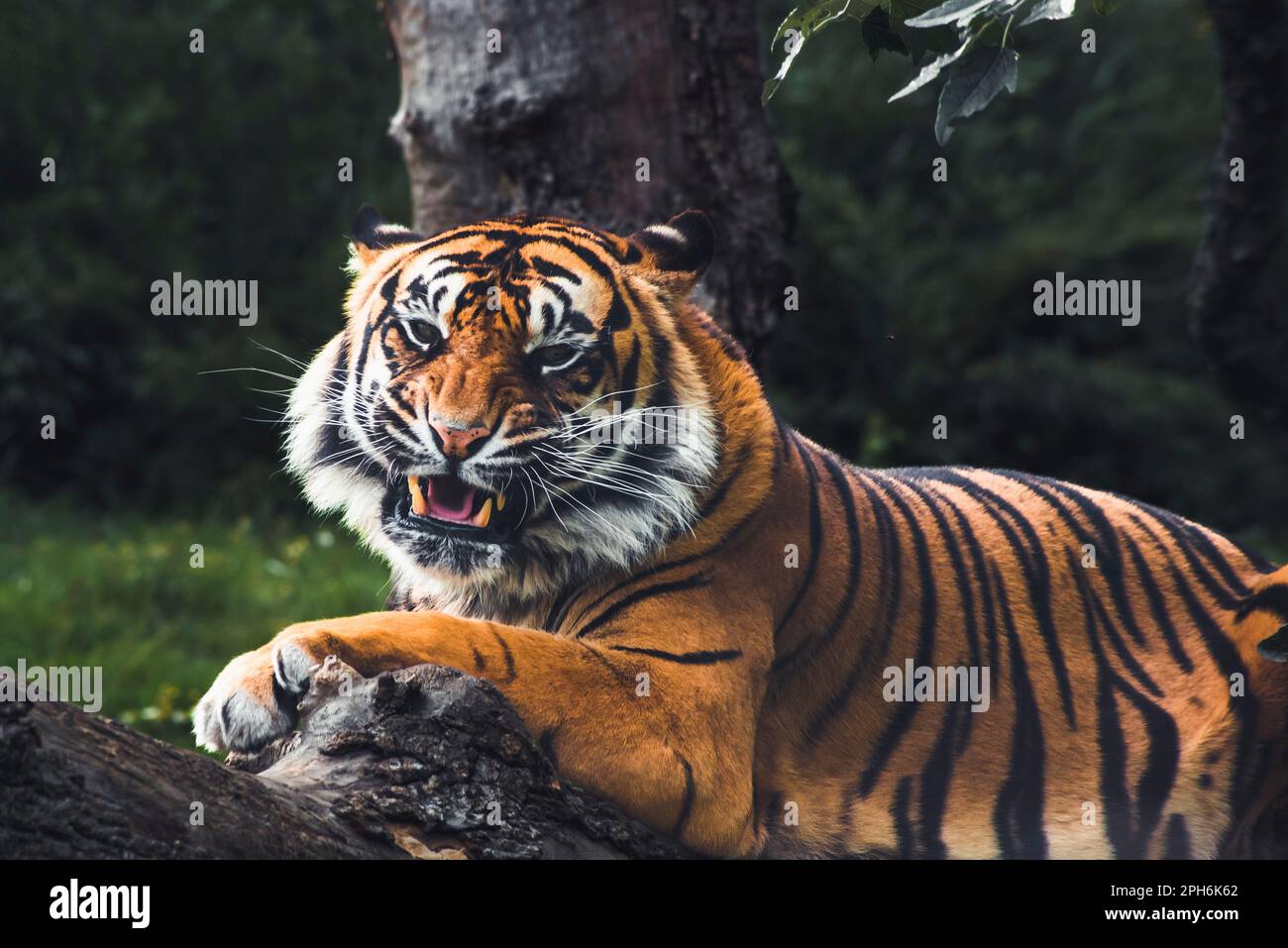 Tiger roaring standing on a tree branch Stock Photo - Alamy