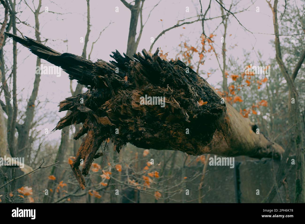 Tree rot hi-res stock photography and images - Alamy