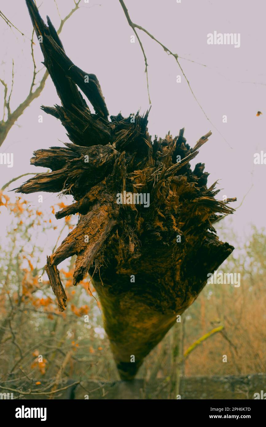 Root rot hi-res stock photography and images - Alamy