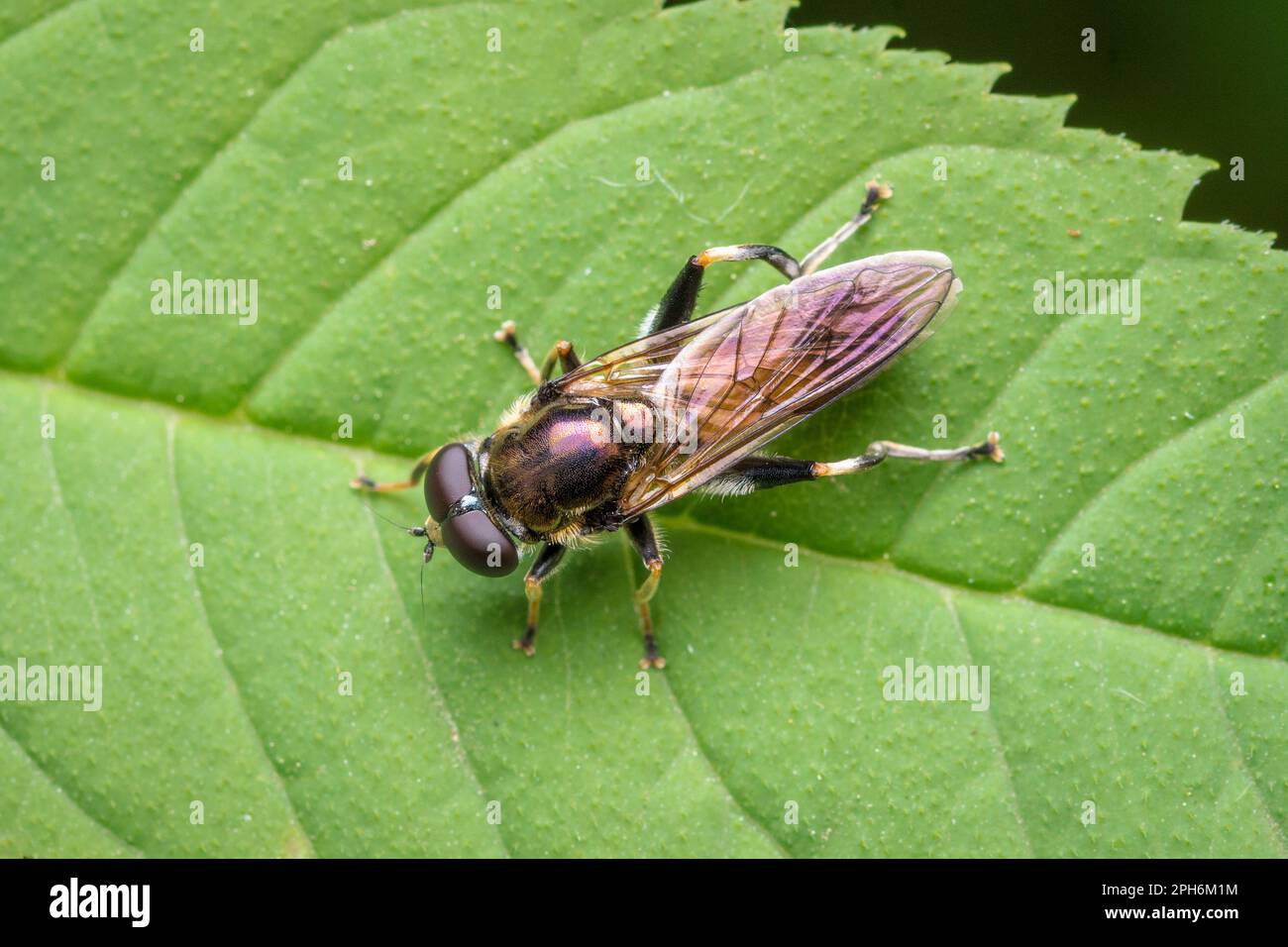 An Brown-toed Forest Fly (Xylota segnis) resting on a leaf beside ...