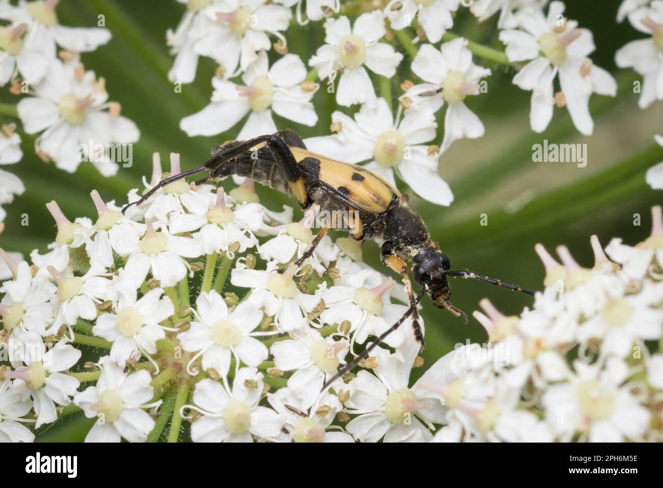A beautifully patterned longhorn beetle (Rutpela maculata) at Paddock ...