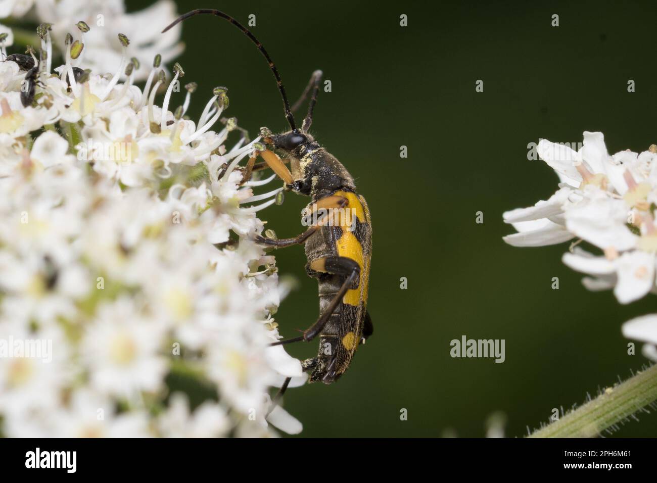 A beautifully patterned longhorn beetle (Rutpela maculata) at Paddock ...