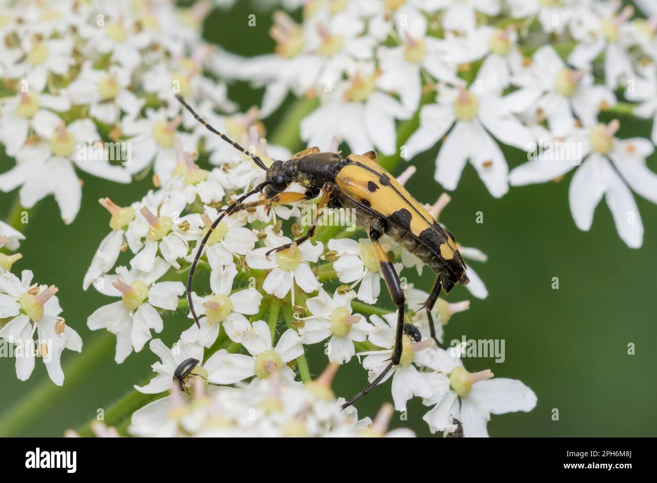 A beautifully patterned longhorn beetle (Rutpela maculata) at Paddock ...