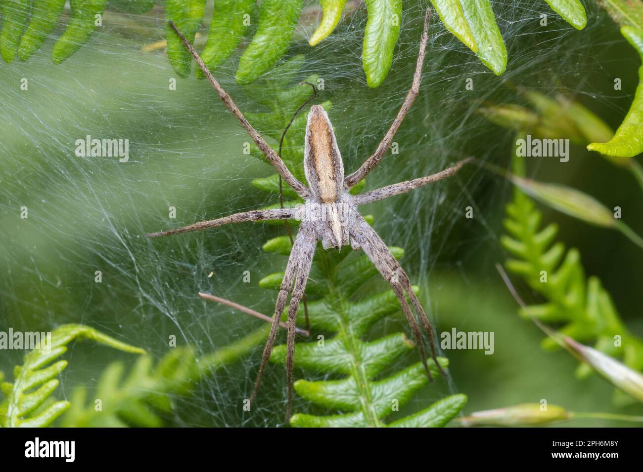 An imposing nursery web spider (Pisaura mirabilis) sits patiently at ...