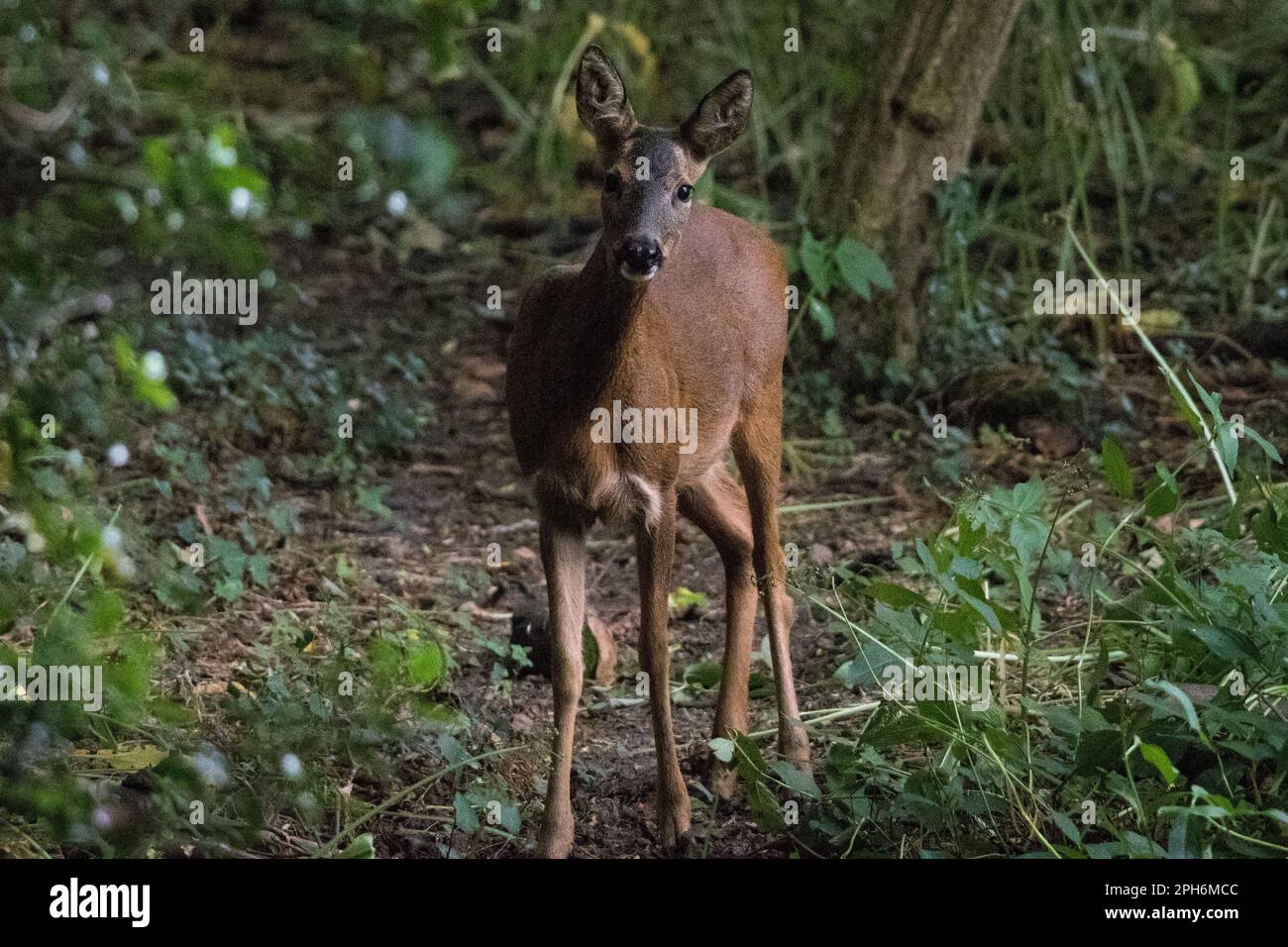 A wild roe deer (Capreolus capreolus) hiding among the woods beside the ...