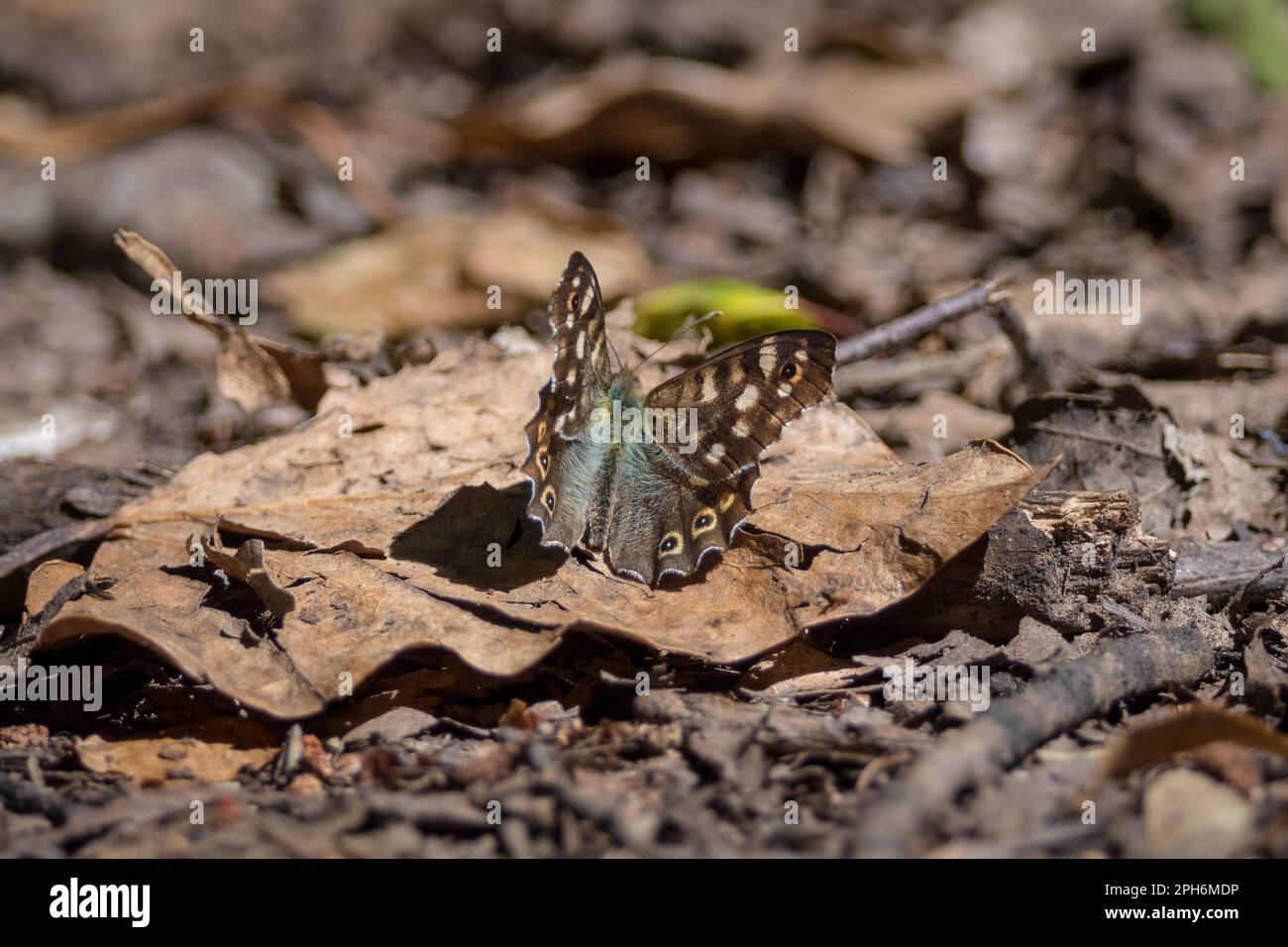 Butterfly resting on dead leaf hi-res stock photography and images - Alamy