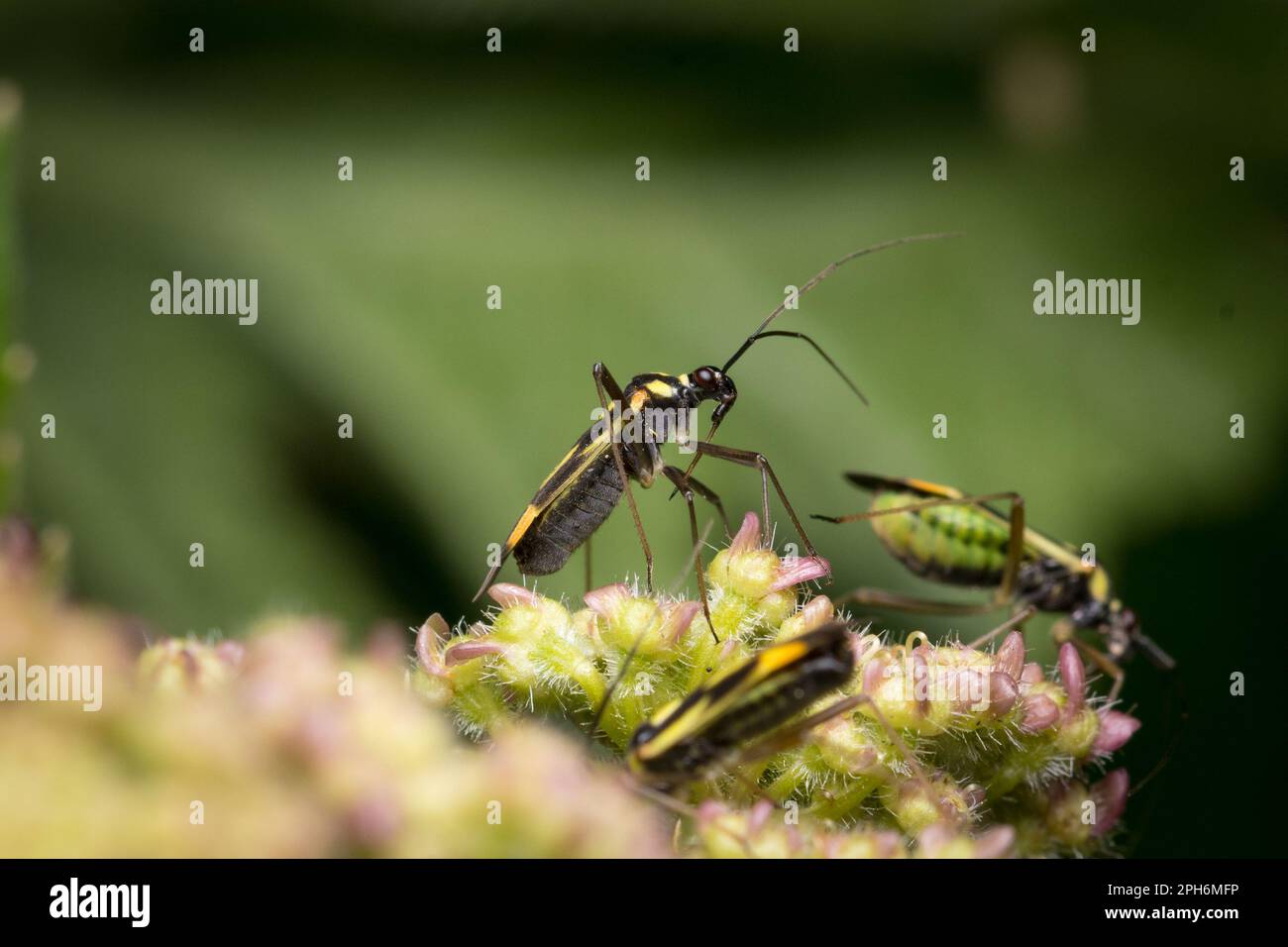 A yellow and black bug (Grypocoris stysi), seen in the Derwent Walk ...