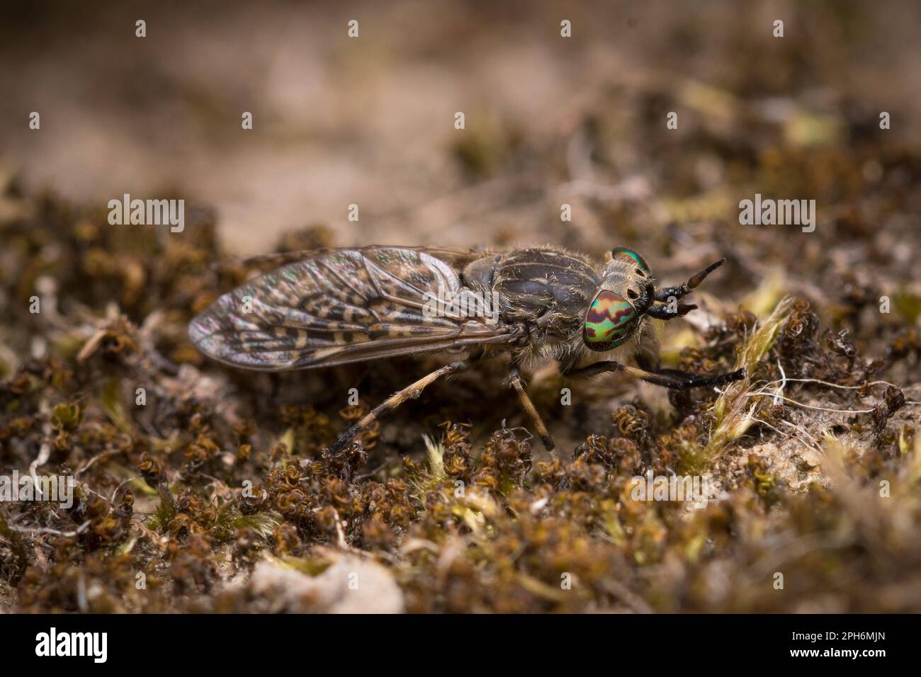 A notch-horned cleg fly (Haematopota pluvialis), seen beside the River ...