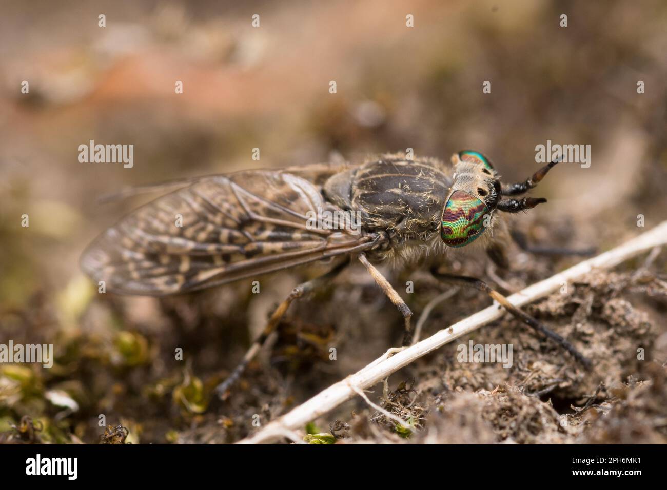 Colourful compound eyes hi-res stock photography and images - Alamy