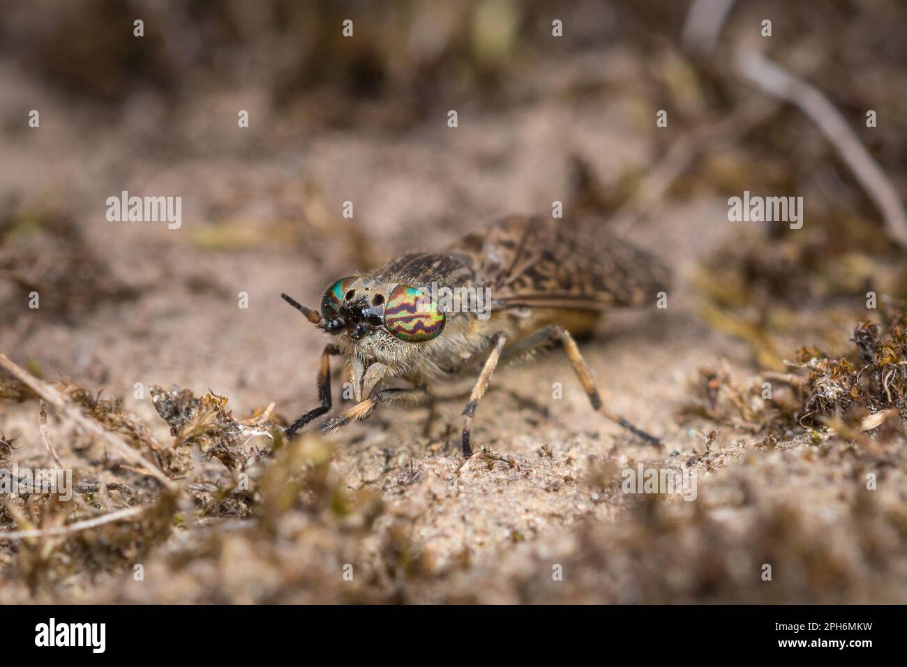 A notch-horned cleg fly (Haematopota pluvialis), seen beside the River ...