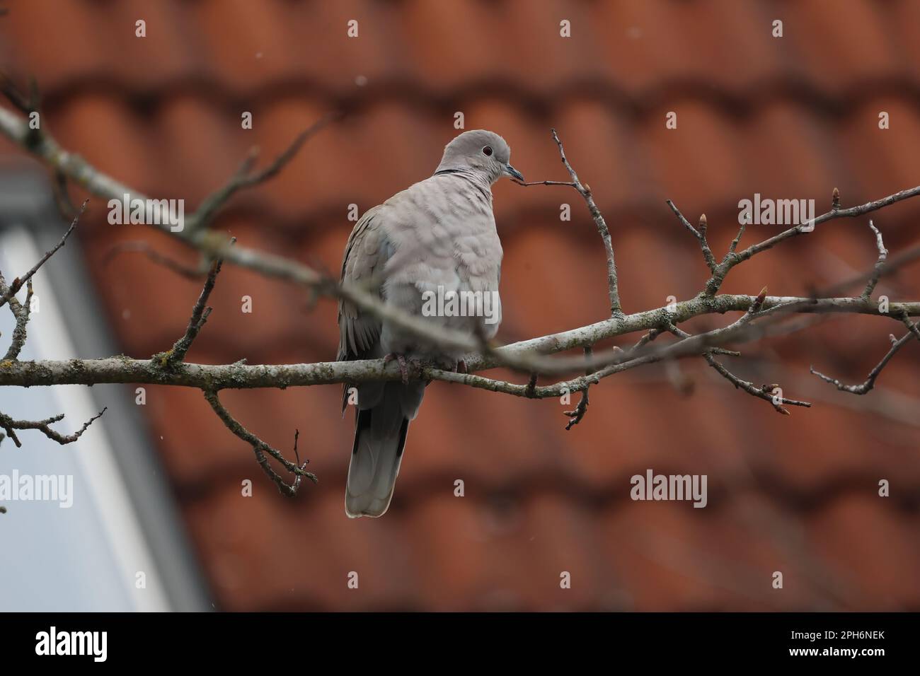 Wild pigeon on the tree. Turkish dove Stock Photo - Alamy