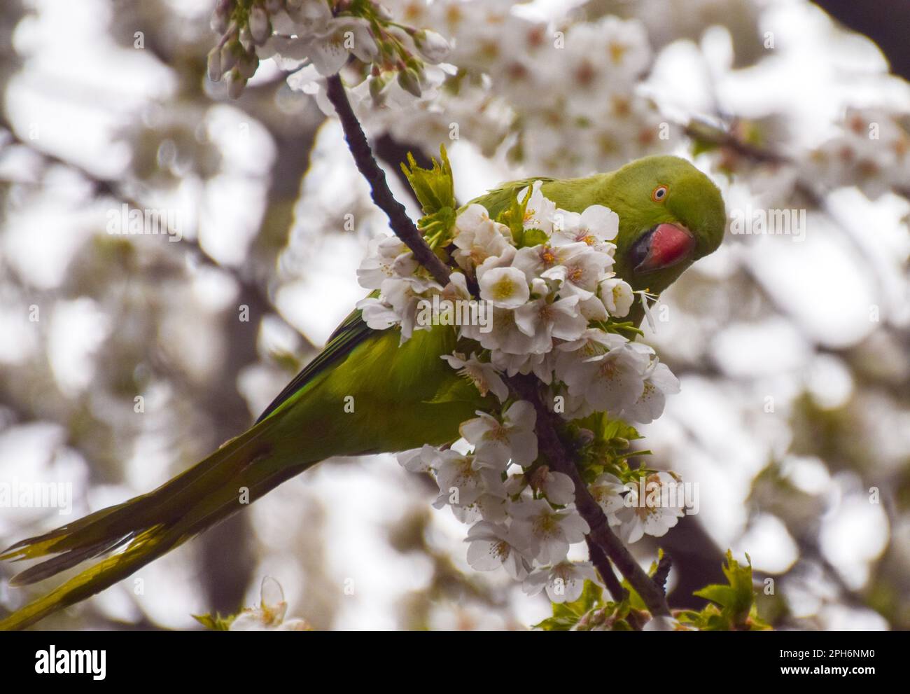 London, UK. 26th March 2023. A ring-necked parakeet, also known as a ...