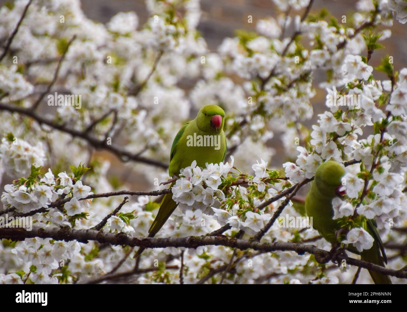 London, UK. 26th March 2023. A ring-necked parakeet, also known as a ...