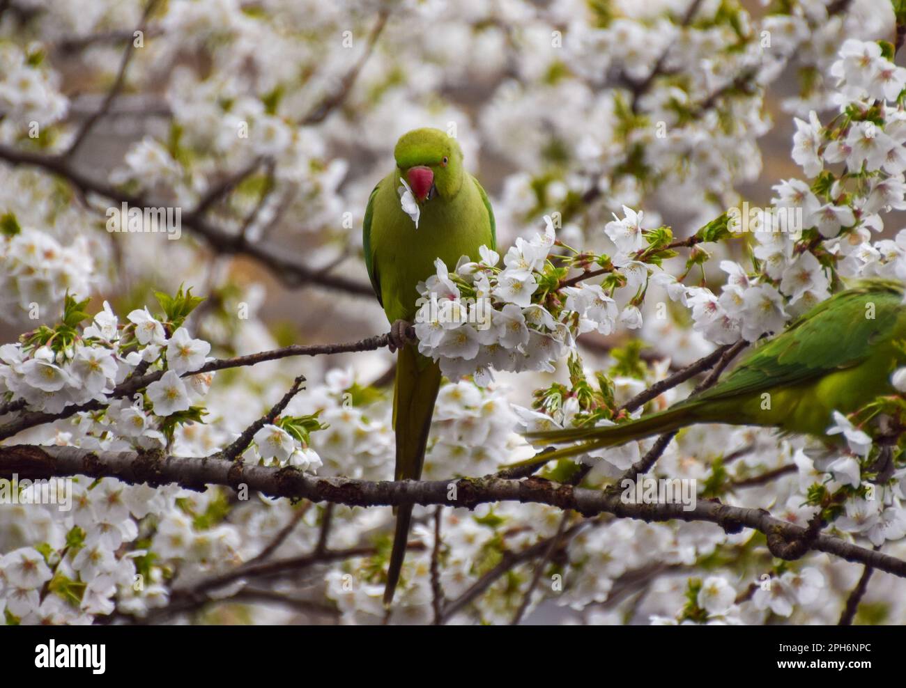 London, UK. 26th March 2023. A ring-necked parakeet, also known as a ...
