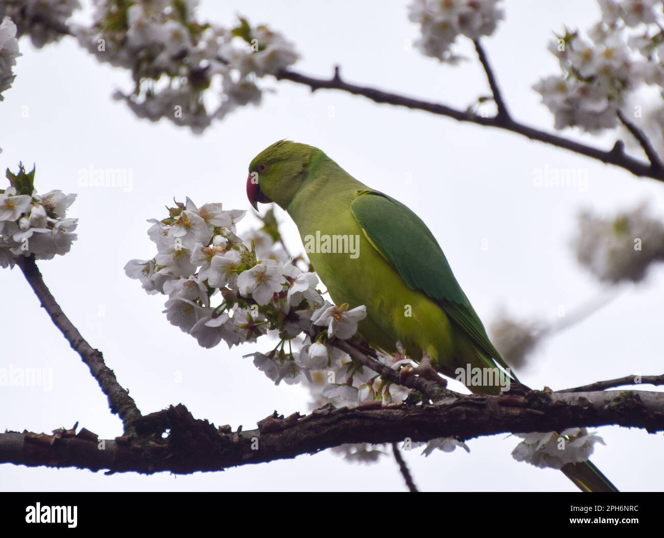 London, UK. 26th March 2023. A ring-necked parakeet, also known as a ...